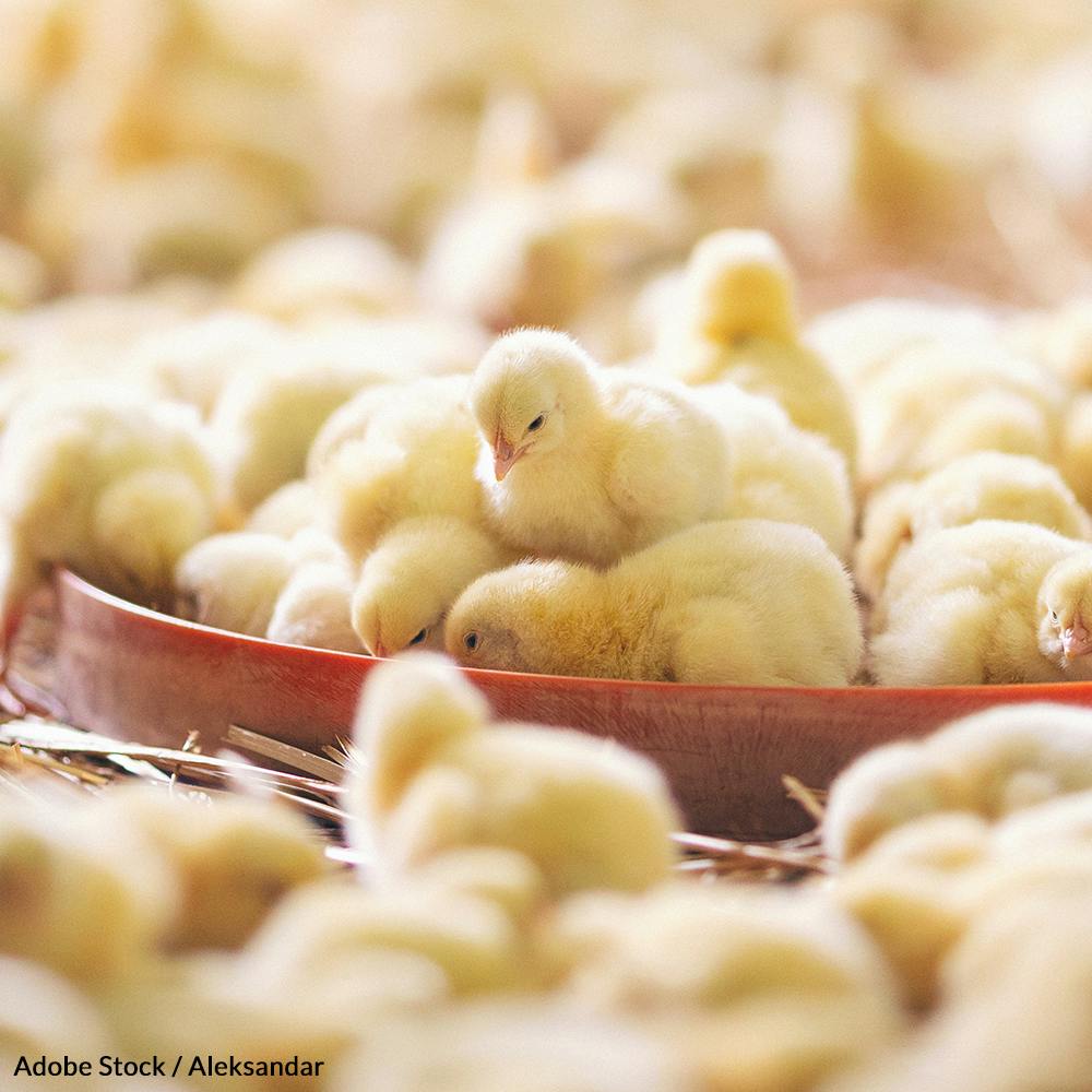 Save The Baby Chicks