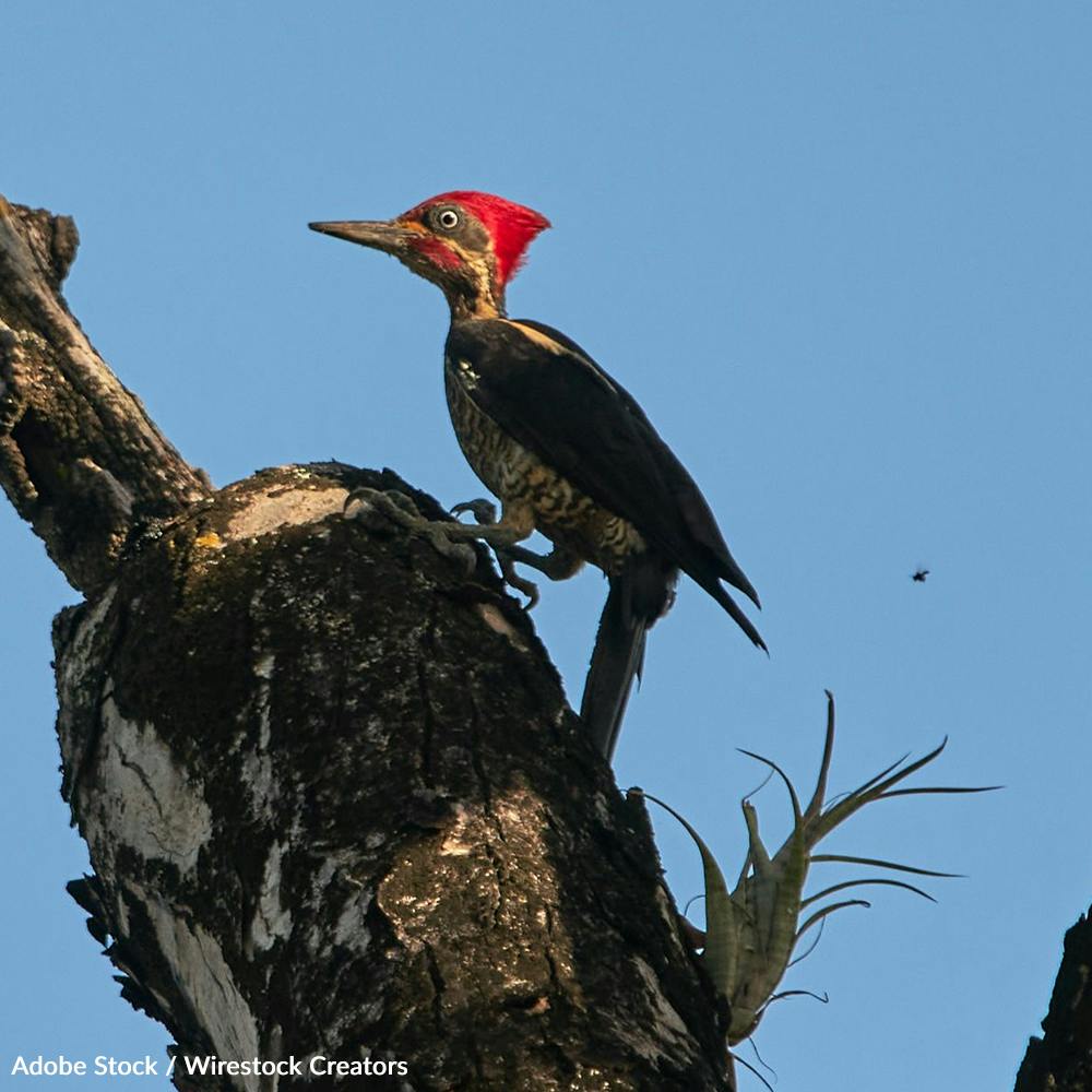 Ivory Billed Woodpecker Habitat