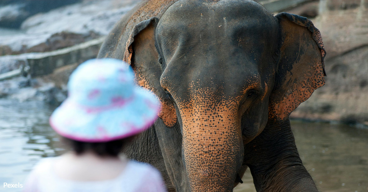 Relocate Captive Elephants to Safe Sanctuaries | Take Action @ The ...