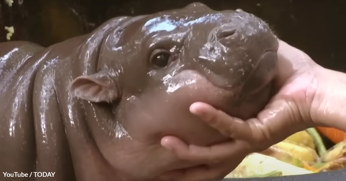 Free Moo Deng From Cruel Exploitation | Take Action @ The Literacy Site