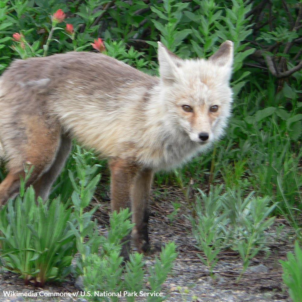 Don’t Let Washington’s Cascade Red Fox Vanish Forever | Take Action ...