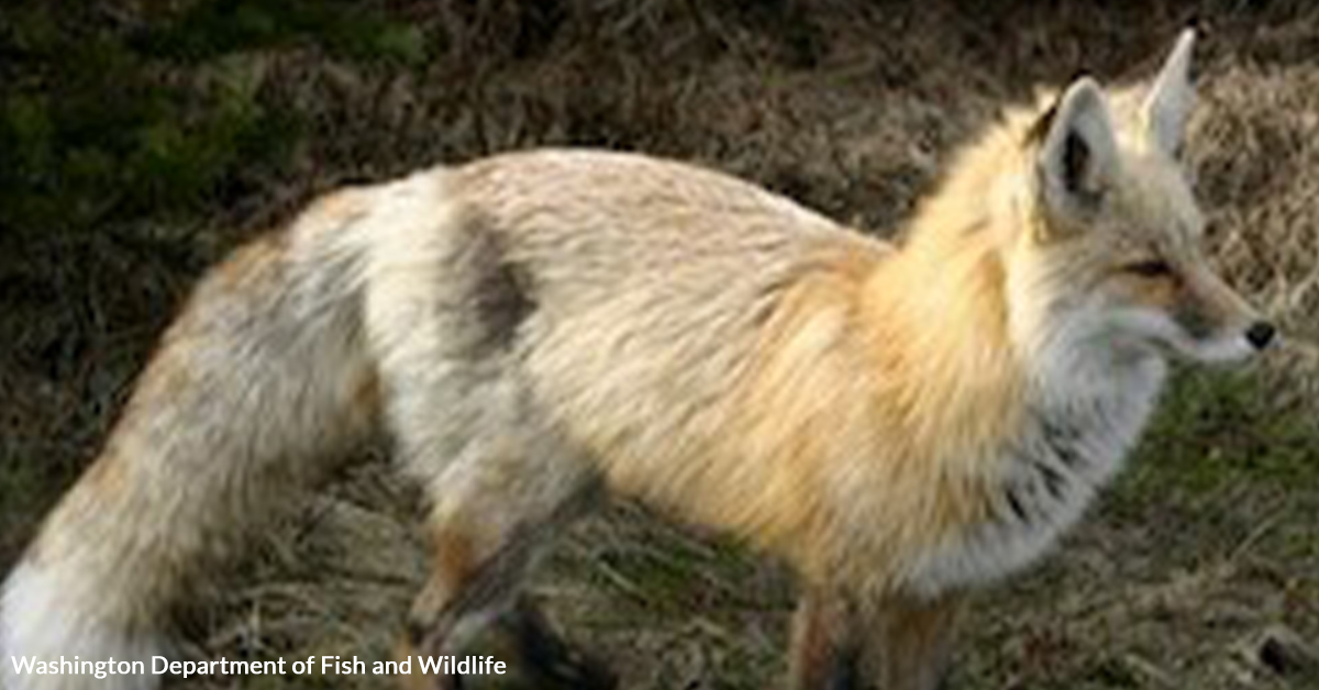Don’t Let Washington’s Cascade Red Fox Vanish Forever | Take Action ...