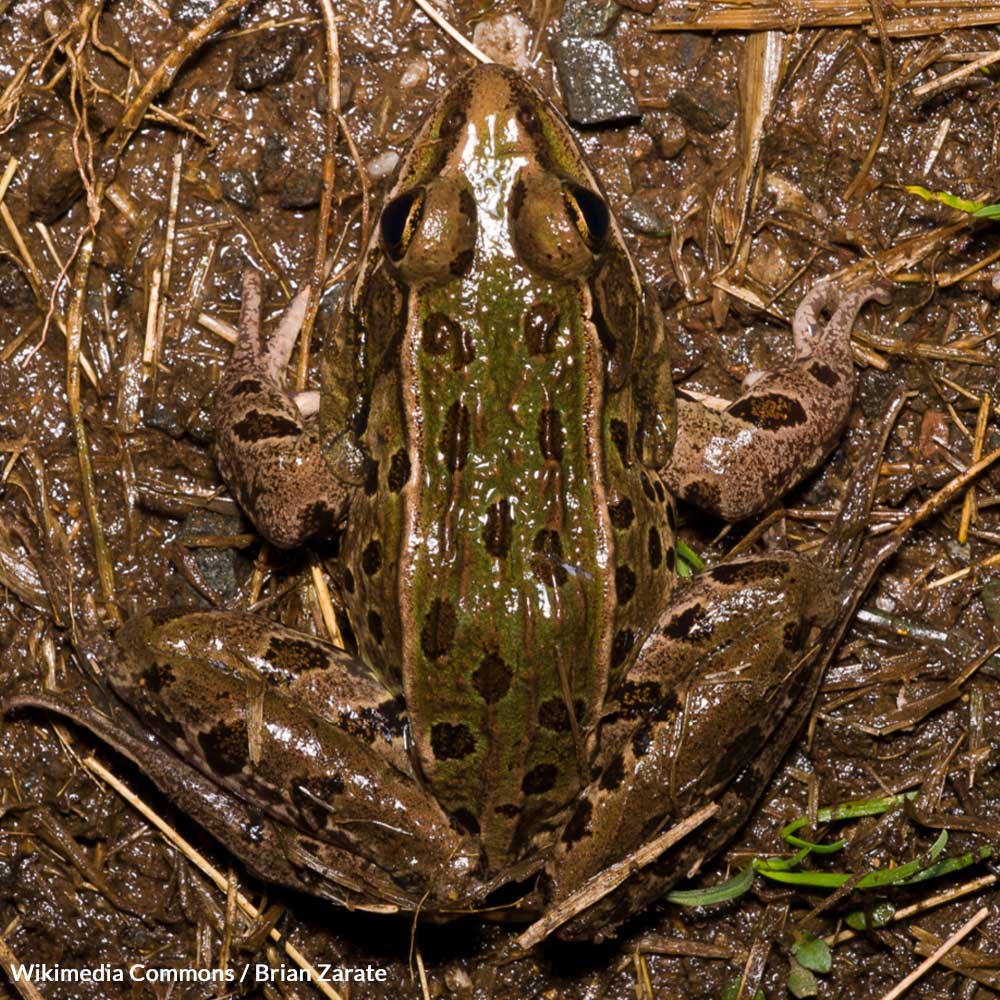 Protect the Endangered Atlantic Leopard Frog From Death By Habitat ...