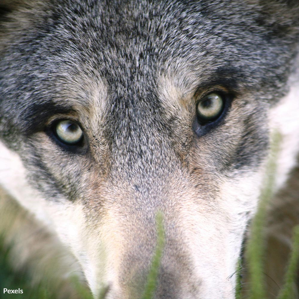 Endangered Wolves Face Mass Culling in Sweden’s Latest Plan | The ...