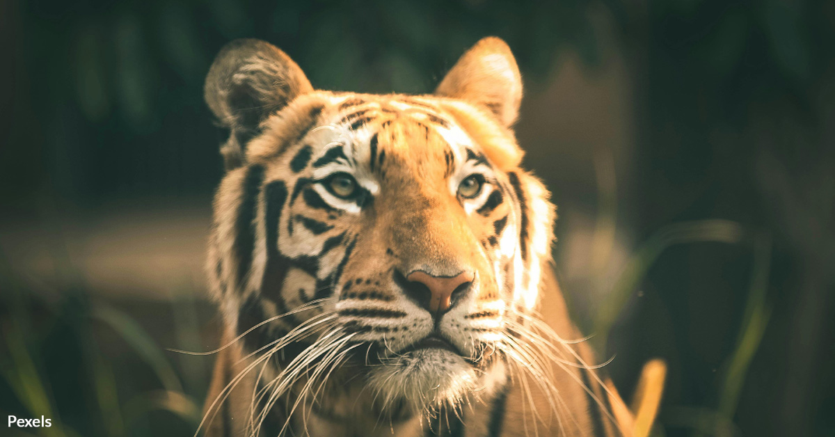 Stop Zoos From Exploiting Tigers for Urine and Profit | Take Action ...