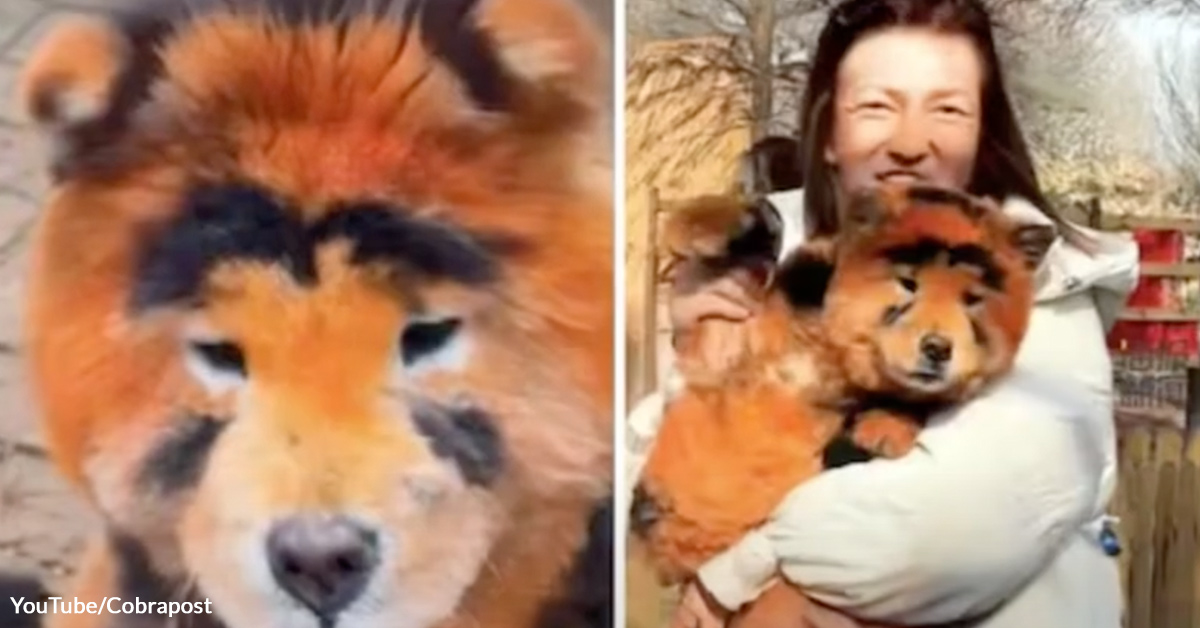 Save Innocent Dogs From Exploitative Painted Illusions | Take Action ...