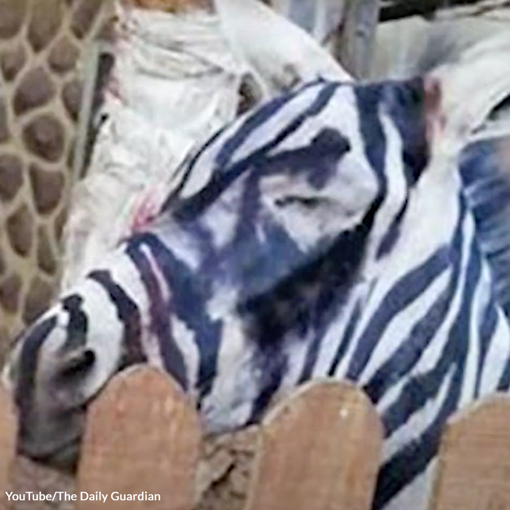 Stop This Cruel Scam — End Painted Animal Deception Now | Take Action ...